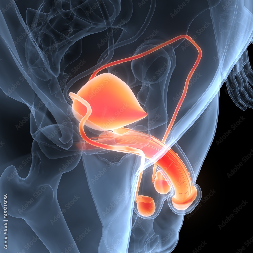 Male Reproductive System Anatomy Stock Illustration | Adobe Stock