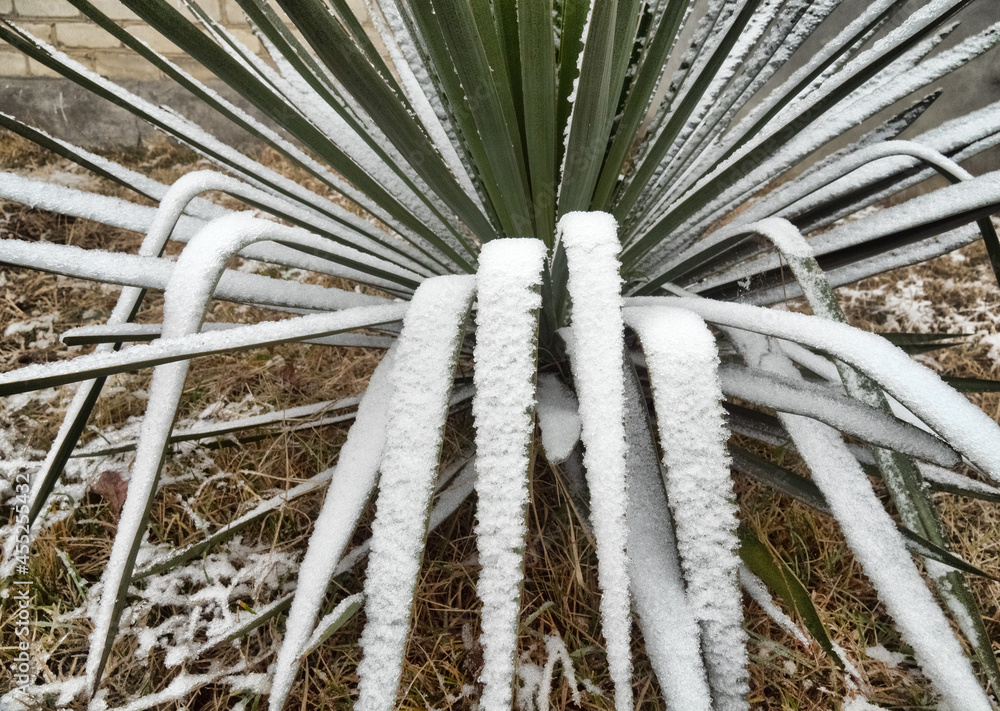 Sisal agave (Agave sisalana) at wintertime. The leaves of the southern ...