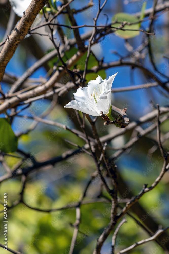 Foto de Stock The white flower of Bauhinia forficata as known as the ...