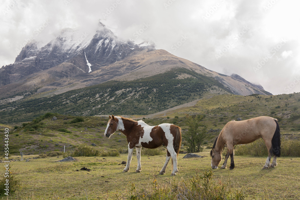 caballos pastando,Parque nacional Torres del Paine,Sistema Nacional de ...