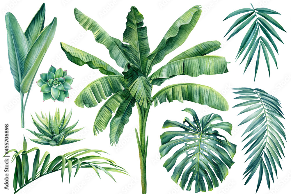 Tropical plants, palm, monstera leaf on isolated white background ...