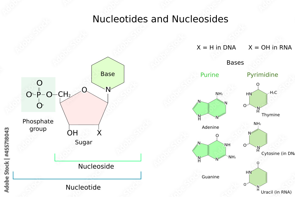 Chemical structure of a nucleotide. Nitrogenous bases in DNA and RNA ...