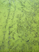 Pond Scum Texture II Free Stock Photo - Public Domain Pictures