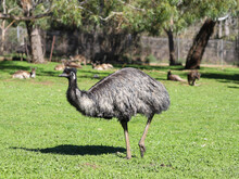 Emu Bird Free Stock Photo - Public Domain Pictures