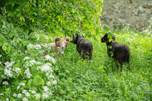Mutton Bird With Tree Free Stock Photo - Public Domain Pictures