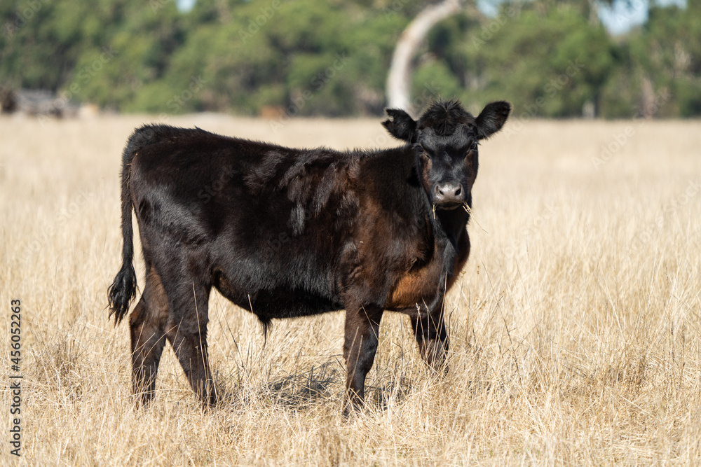 Beef cows and calfs grazing on grass in Australia. Eating hay and ...
