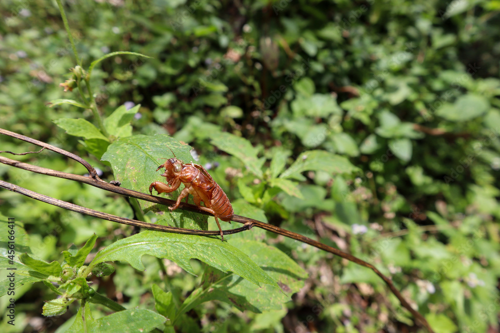 Foto de Stock Shed exoskeleton (exuvia) of a cicada nymph (Order ...