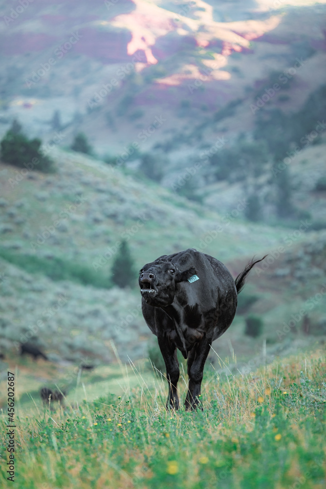 black angus cattle on a ranch in the Pryor mountains of Montana being ...