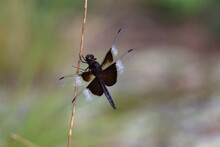 Male Widow Skimmer Dragonfly Free Stock Photo - Public Domain Pictures