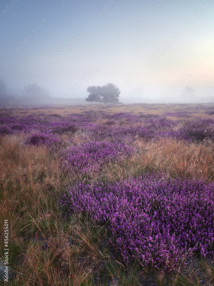 Morning mists on the moor. Westruper Heide nature reserve in the German ...