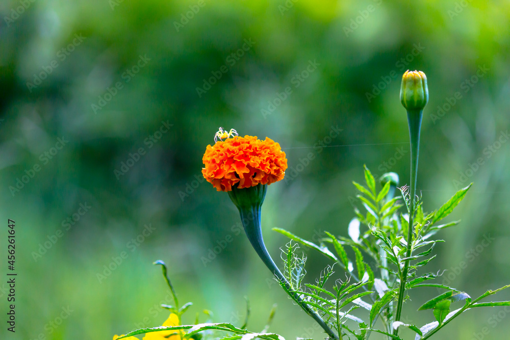 Tagetes is a genus of annual or perennial, mostly herbaceous plants in ...