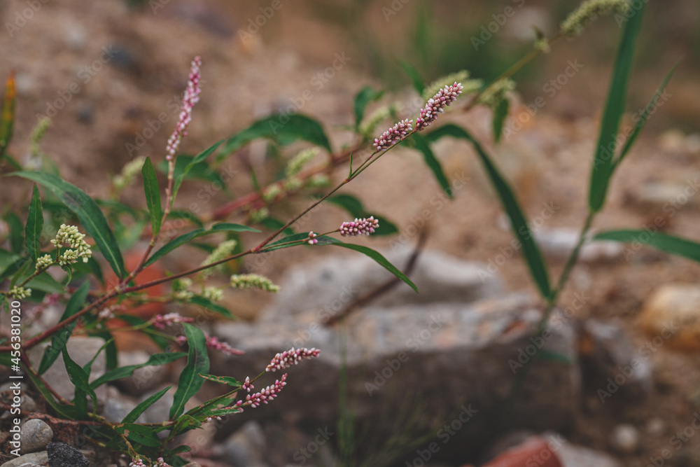 The pretty pink flowers of the invasive weed Persicaria maculosa syn ...