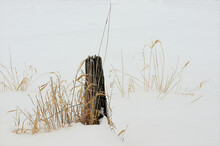 Marsh Cattails Fence Free Stock Photo - Public Domain Pictures