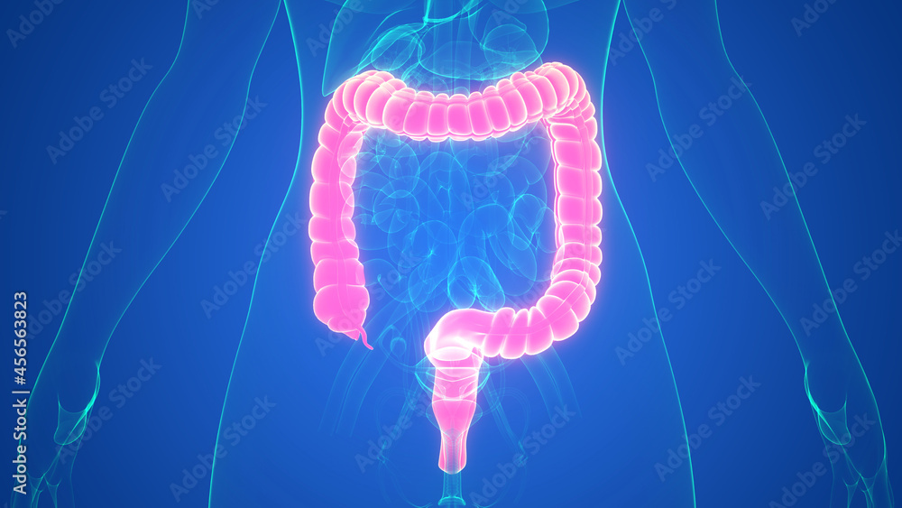 Human Digestive System Large Intestine Anatomy Stock Illustration ...