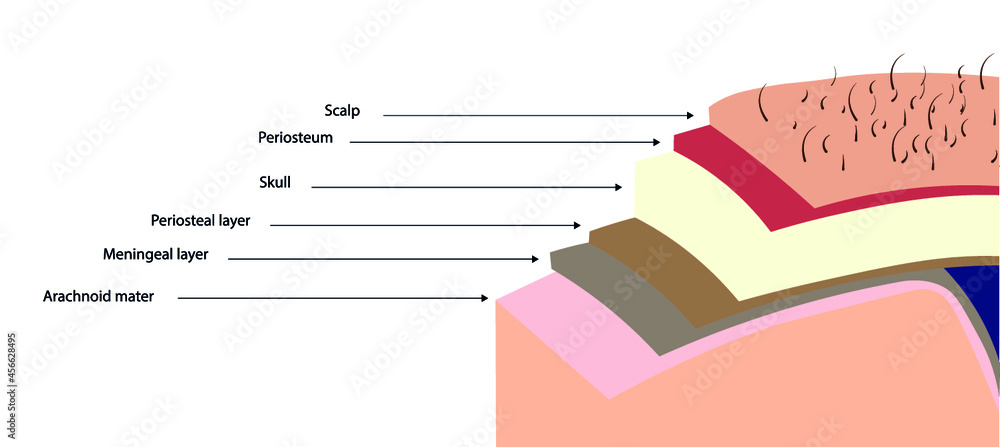 Meningeal layers. Gross section Brain anatomy Stock Vector | Adobe Stock