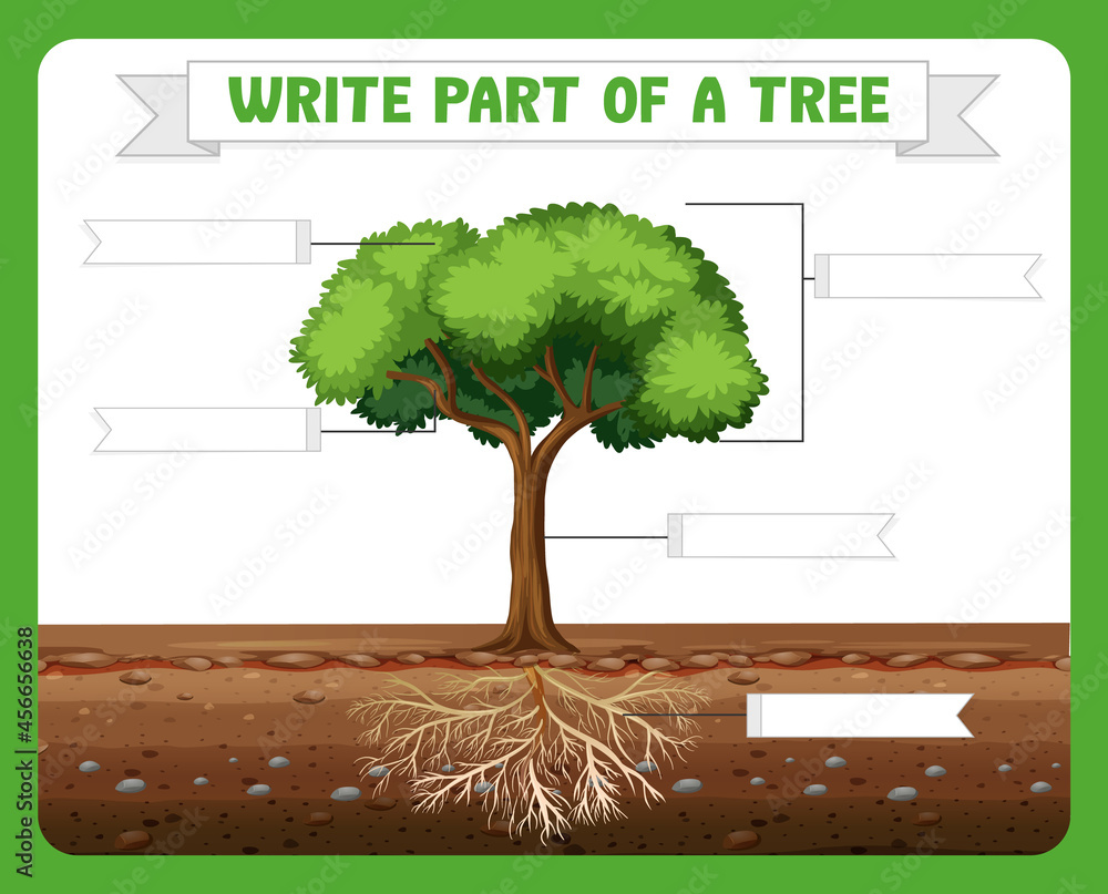 Write parts of a tree worksheet for kids Stock Vector | Adobe Stock