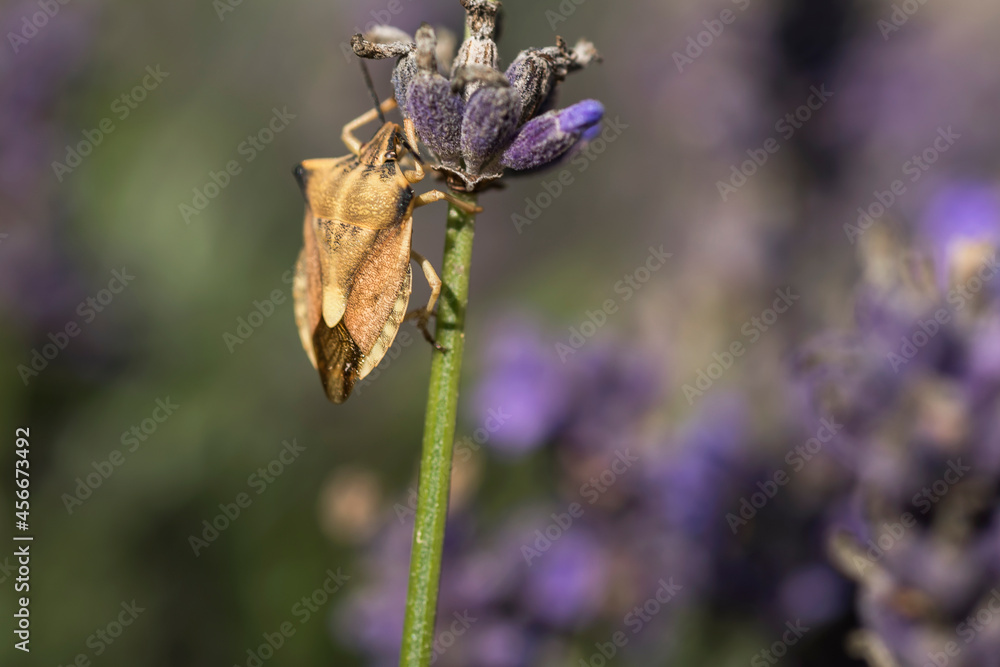 owad, pluskwiak w ogrodzie Stock Photo | Adobe Stock