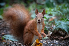Surprised Squirrel #2 Free Stock Photo - Public Domain Pictures