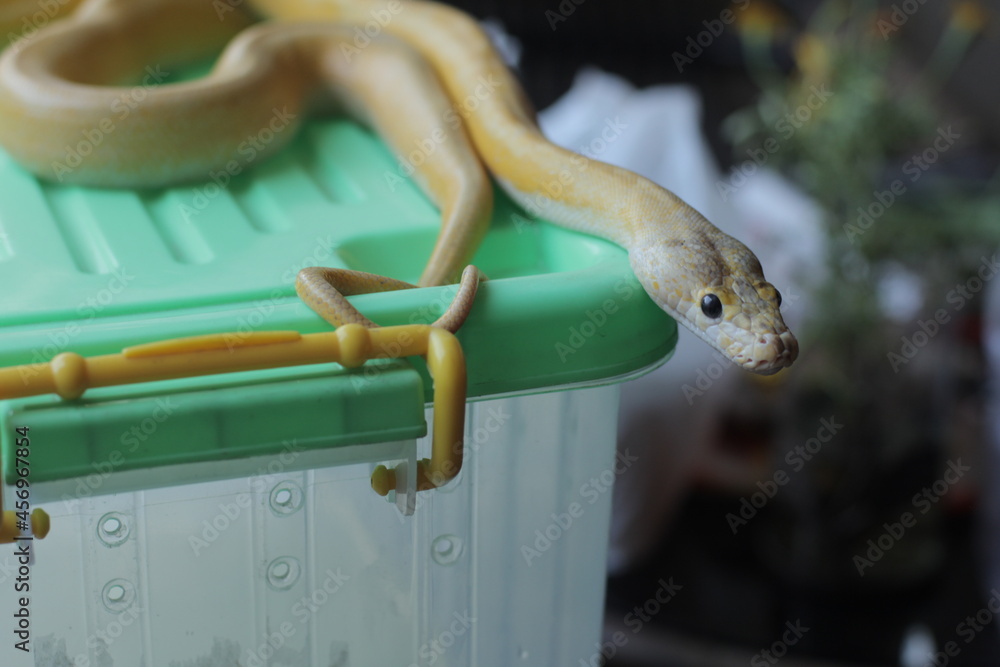 reticulated python purple are arguably some of the most beautiful ...