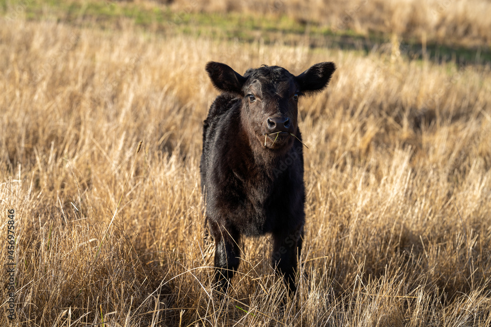 Close up of beef cows and calfs grazing on grass in Australia. Eating ...