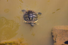 Baby Snapping Turtle On Rock Free Stock Photo - Public Domain Pictures