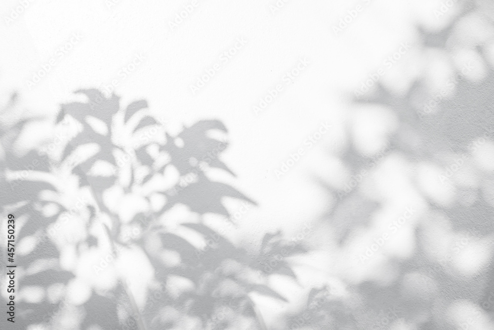 Leaf shadow and light on wall blur background. Nature tropical leaves ...