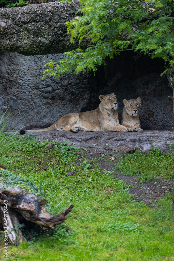Foto de Stock Two lions are sleeping and watching the viewers and ...