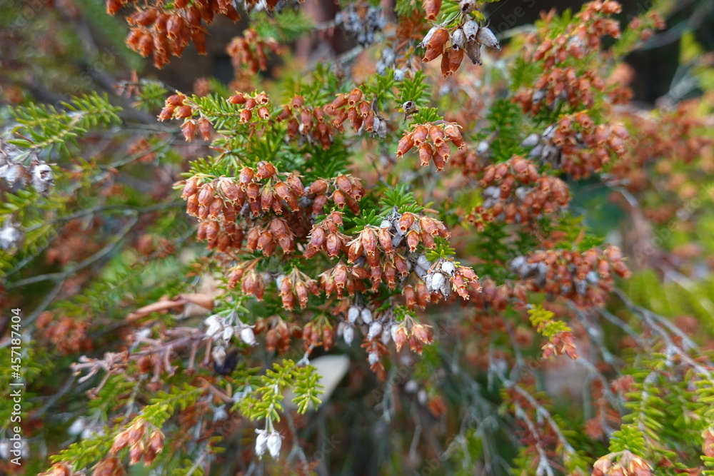 Erica lusitanica (Spanish heath) can be found in disturbed, open sandy ...