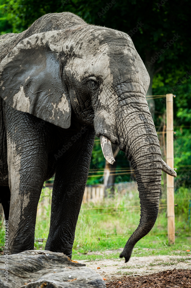 zoo animals, zoo, animals, wild animals, elephant, alligator, panda ...