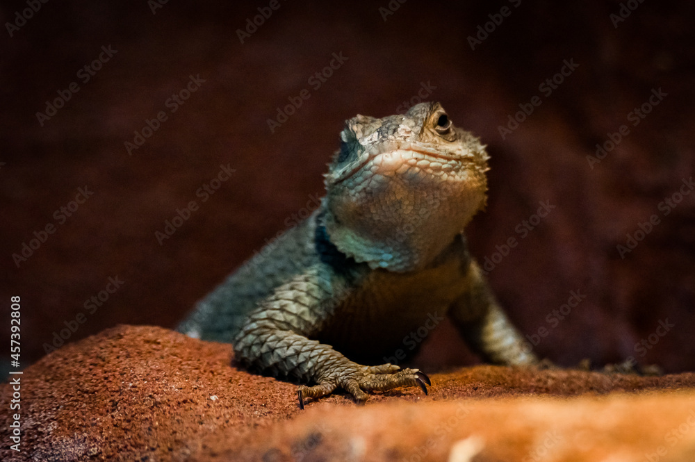 zoo animals, zoo, animals, wild animals, elephant, alligator, panda ...