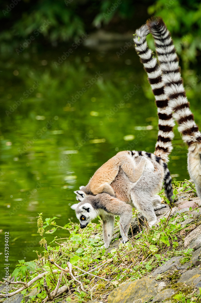 zoo animals, zoo, animals, wild animals, elephant, alligator, panda ...