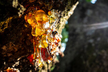 Drop Of Golden Sap Free Stock Photo - Public Domain Pictures