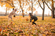Happy Dogs Playing In Fall Leaves Free Stock Photo - Public Domain Pictures