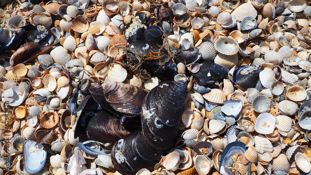 Foto de Stock Shells from gastropods of bivalve molluscs. The Azov and ...