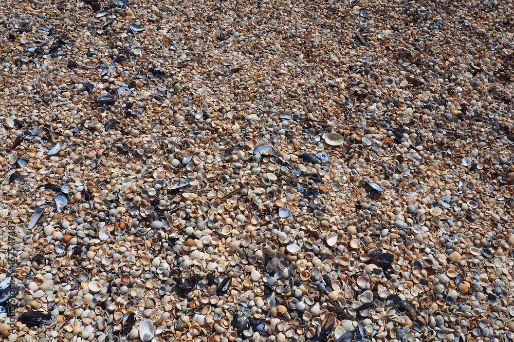 Foto de Stock Shells from gastropods of bivalve molluscs living in the ...