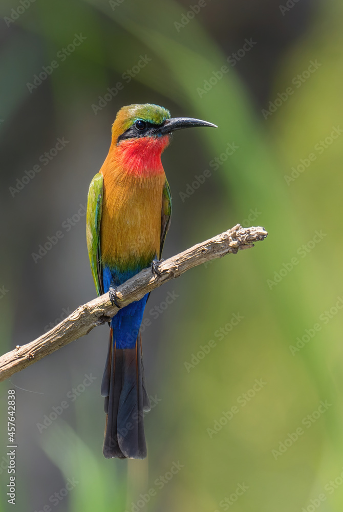 Red-throated Bee-eater - Merops bulocki, beautiful colored bird from ...