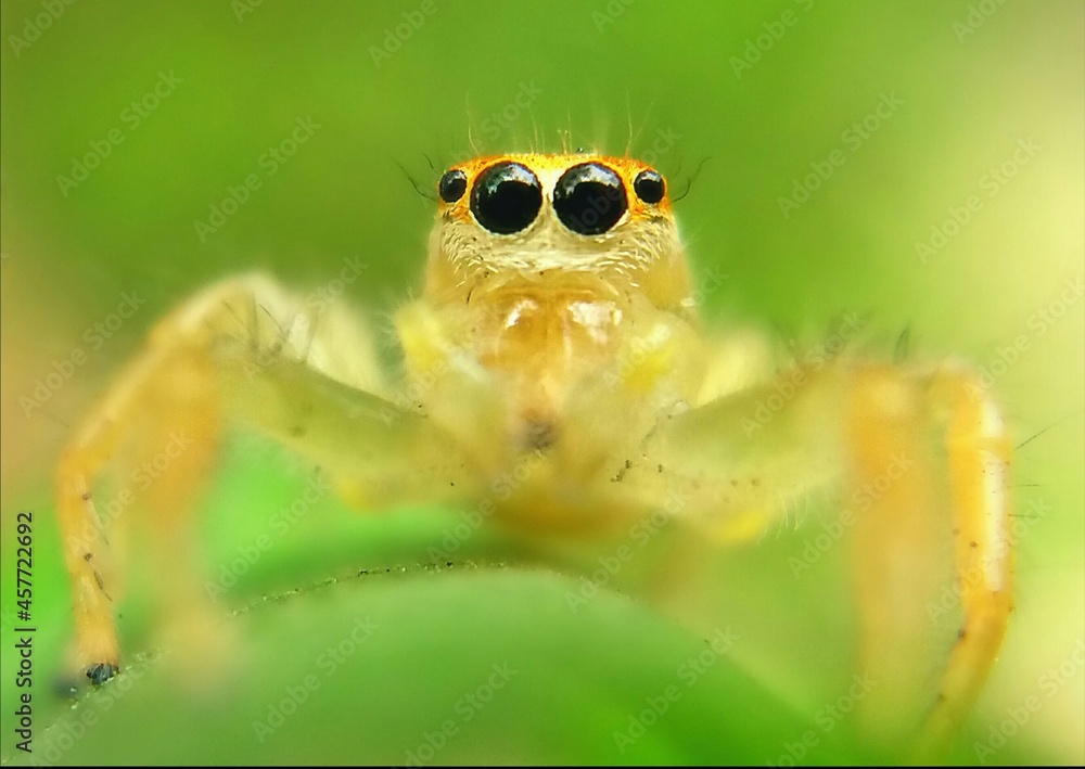 Spiders are invertebrate predator pests. It is an eight-legged Arachnid ...
