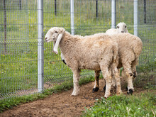 Sheep In Paddock Free Stock Photo - Public Domain Pictures