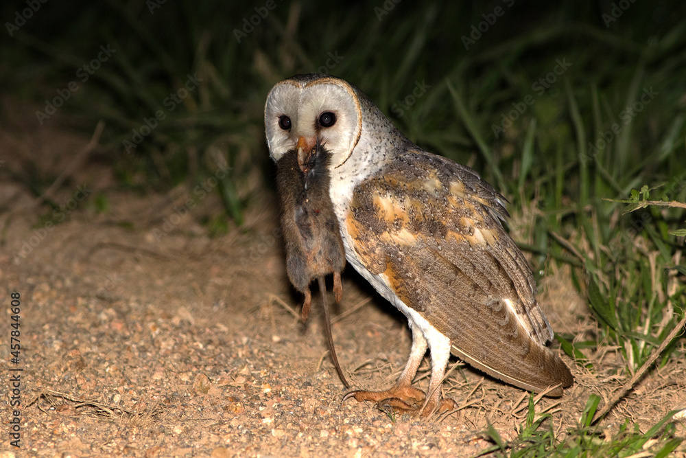 Beautiful Barn Owl with big rat hanging from its mouth or beak ...