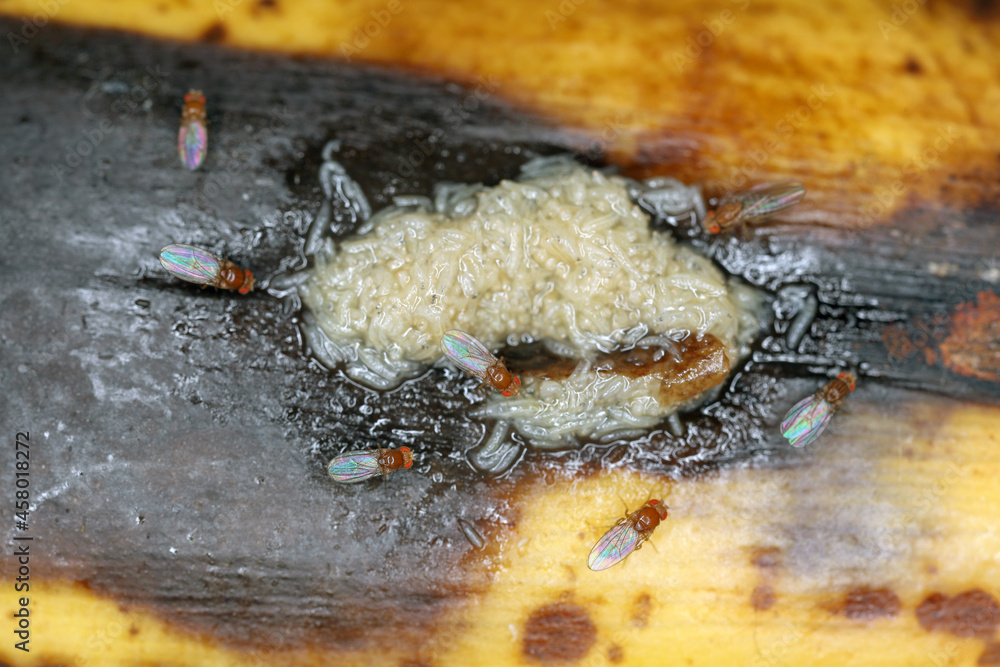 Photo Stock A ot of larvae - maggots and adult of Common fruit fly or ...