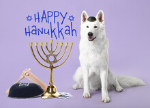 Hanukkah Dog Free Stock Photo - Public Domain Pictures