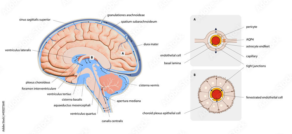 Ilustración de Stock Diagram Illustrating Cerebrospinal Fluid CSF in the Brain Central Nervous ...