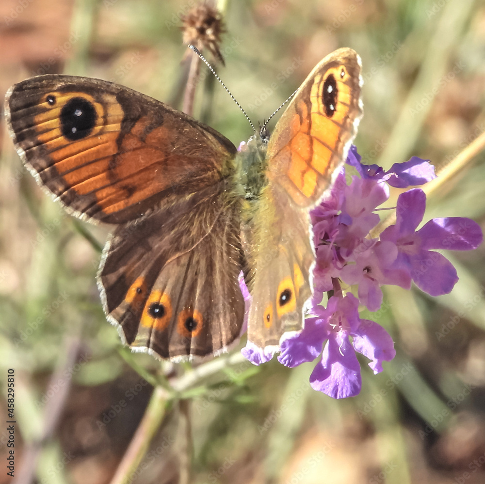 Papillon butinant le nectar d'une fleur Stock Photo | Adobe Stock