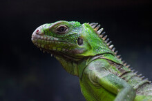 Lizard Free Stock Photo - Public Domain Pictures