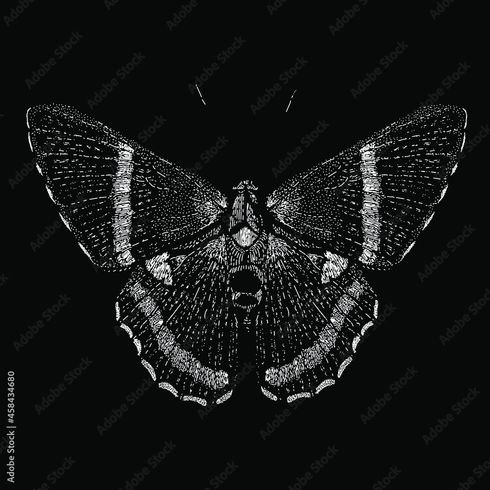 butterfly vector drawing illustration. vector isolated element on the ...