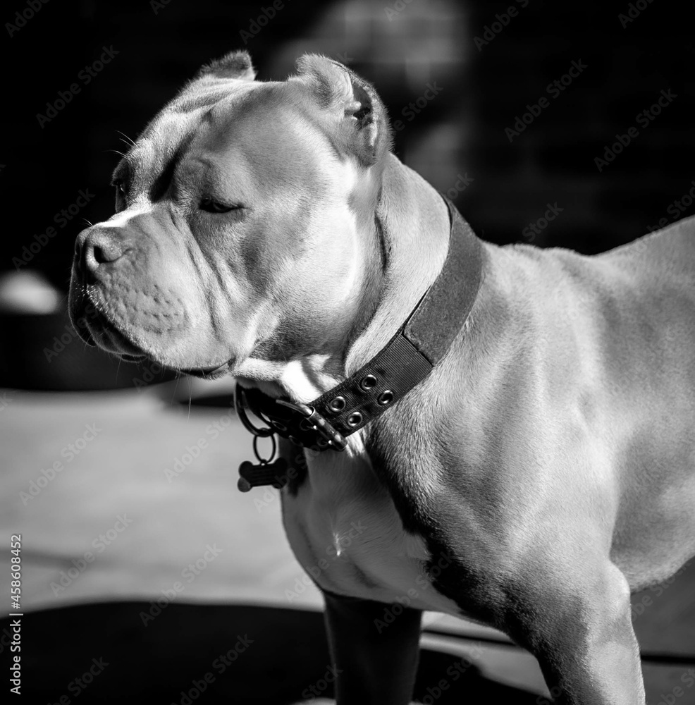 American Bully portrait Stock Photo | Adobe Stock