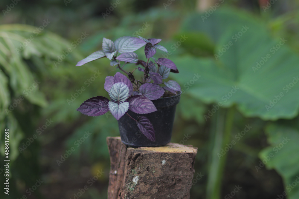 Red Flame Ivy (Hemigraphis colorata) with Purple and green leaves stock ...