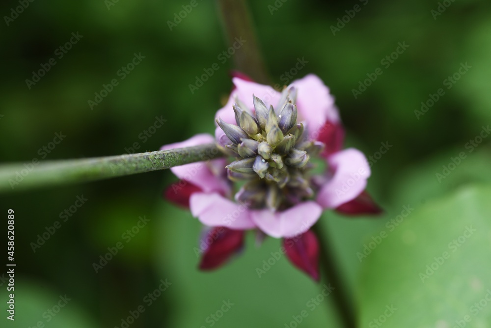 Kudzu flowers. Kudzu is a Fabaceae perennial vine plant that uses roots ...