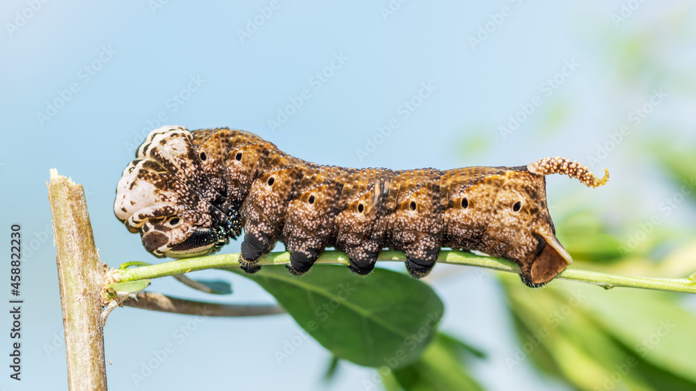 Death's-head Hawk moth caterpillar on a green branch. Acherontia ...