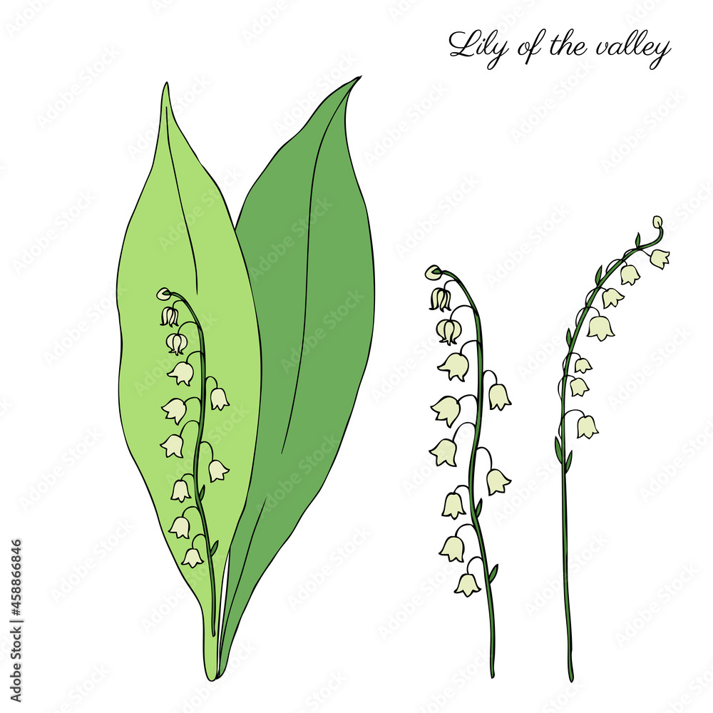 Lily of the valley, Convallaria flower, colorful muguet isolated on ...